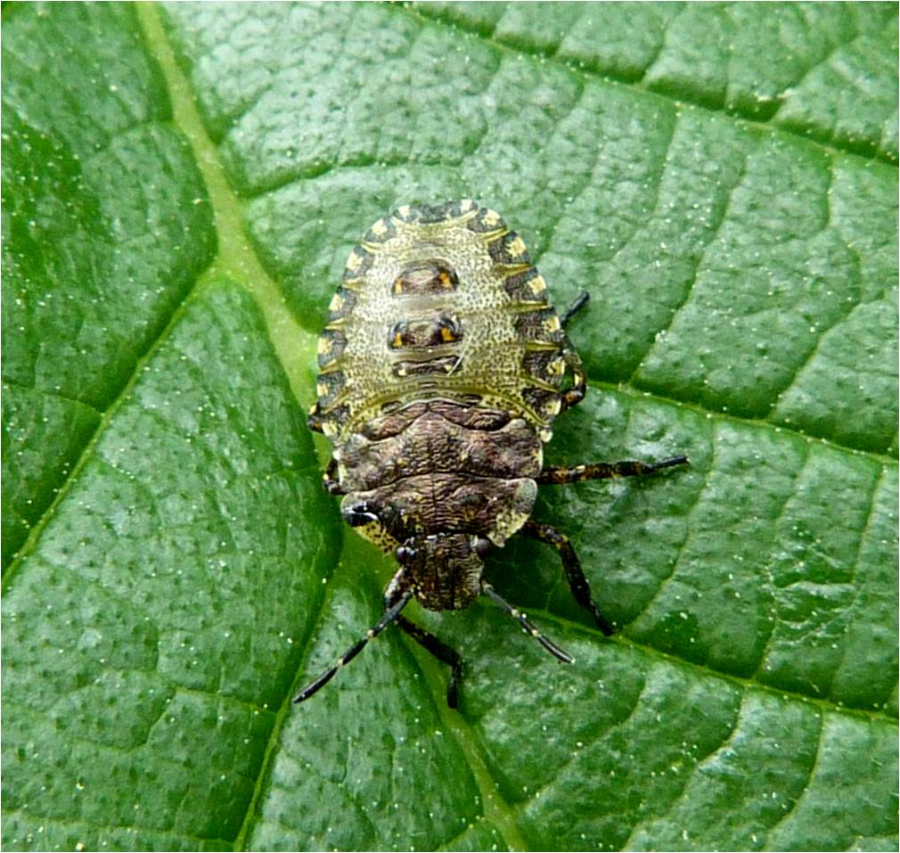 Insects of Scotland: True Bugs