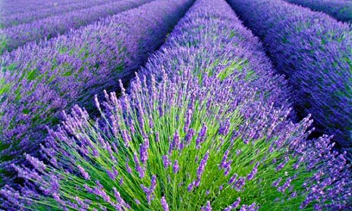 Koliko je ljekovita lavanda – Biljna Ljekarna