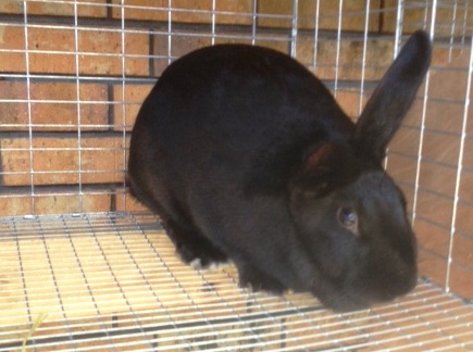 SLG Rabbitry: Meat/mutt rabbits