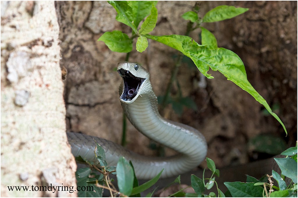 TOM DYRING WILDPHOTO / NN: BLACK MAMBA
