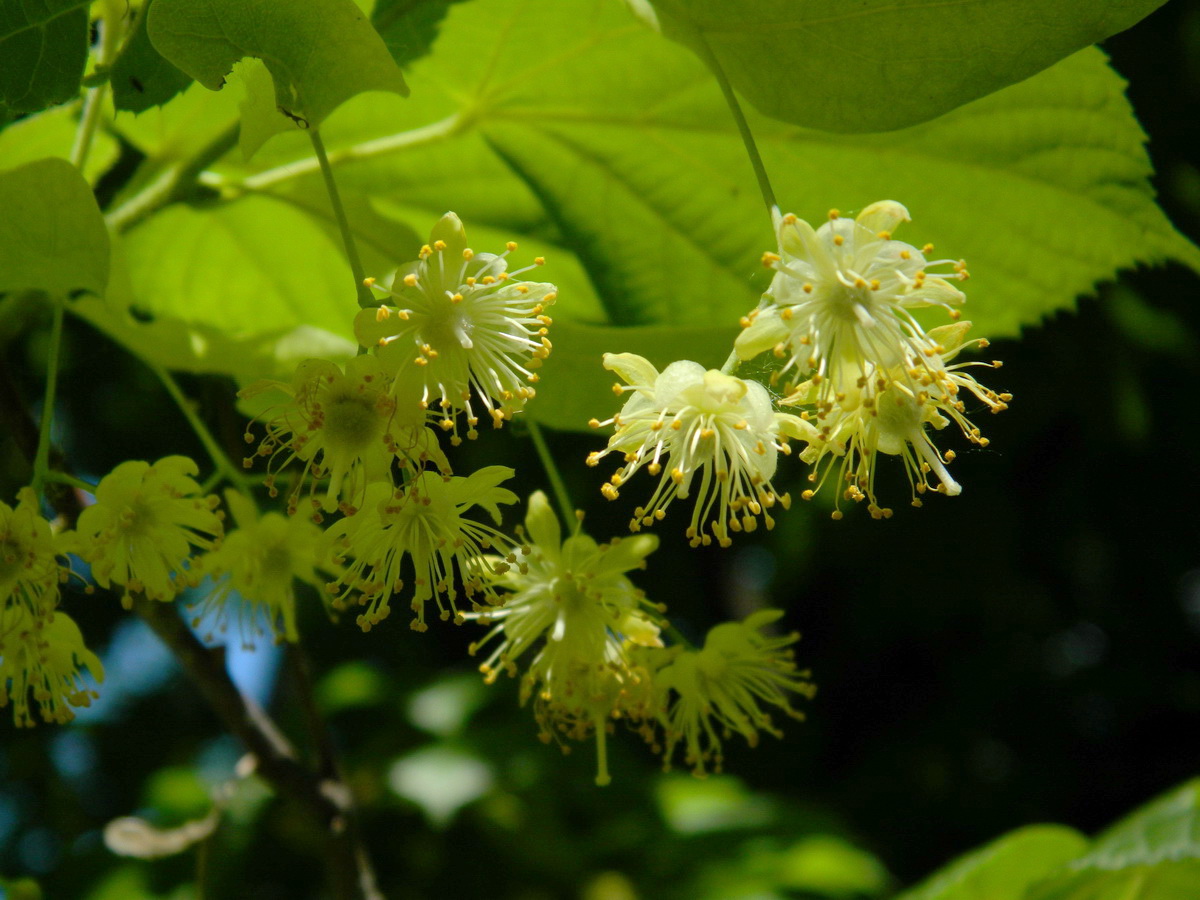 LA MULTI ANI, ROMANIA!: Flori de tei
