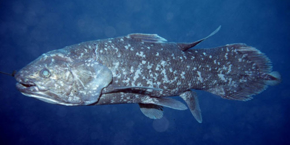 Coelacanth | Wild Life World