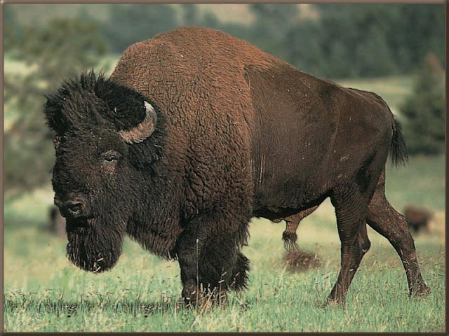 Bison | Wildlife True Facts & Photos | The Wildlife