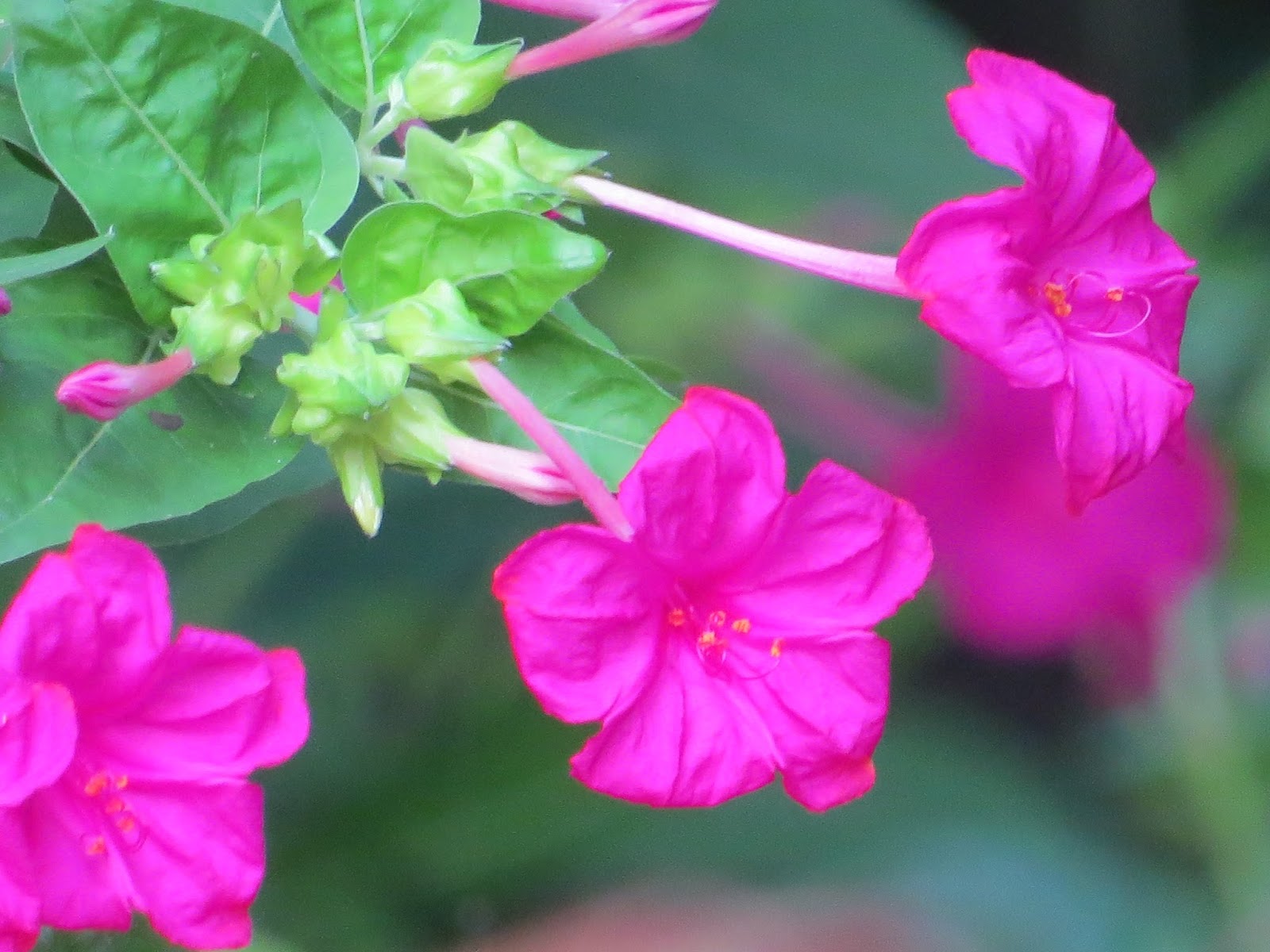 Banana Chocolate Bread (Egg less) | Ambrosia