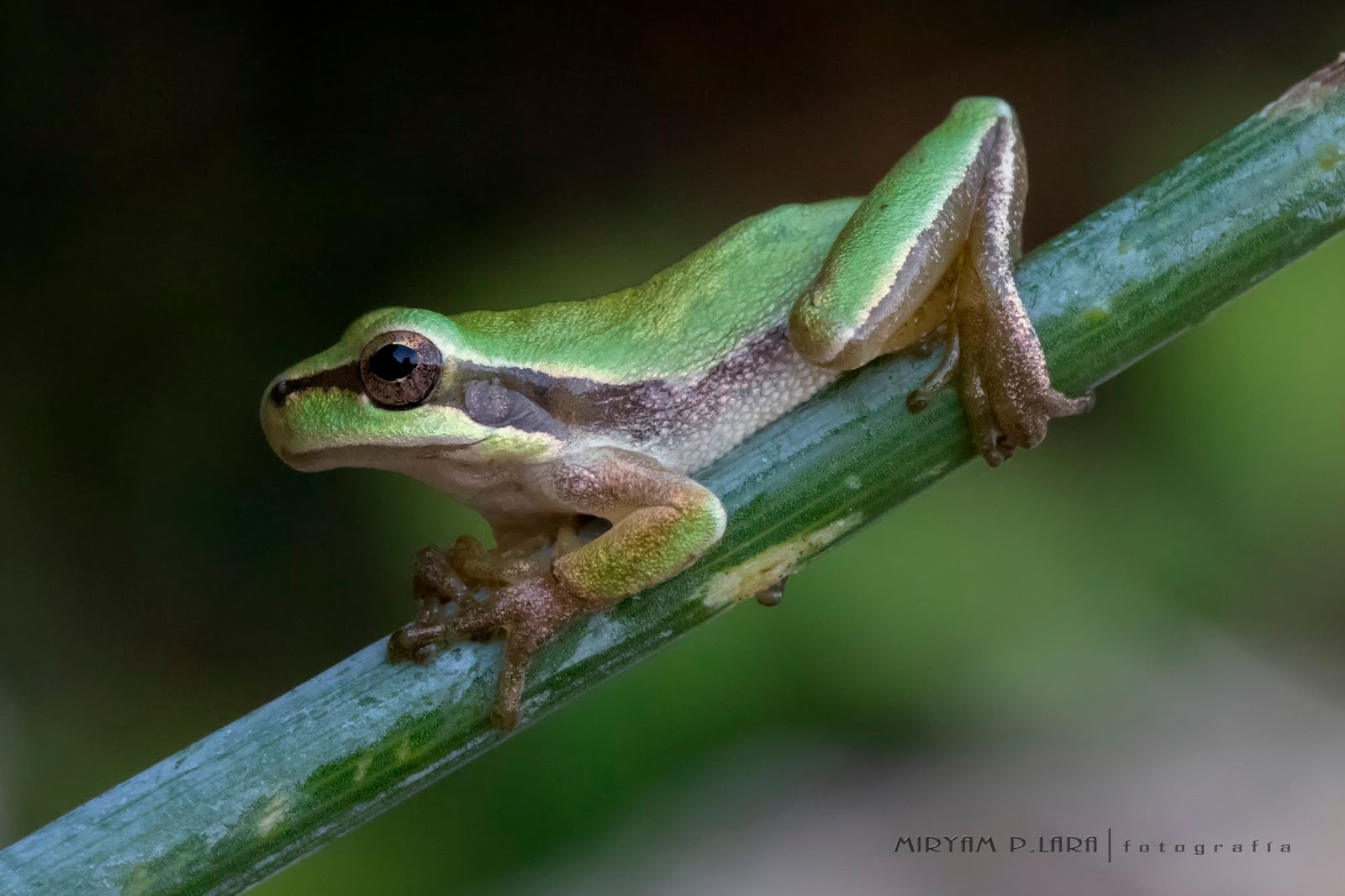 Imagen Natural: Hyla arborea... o Hyla meridionalis