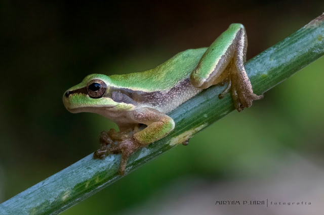 Imagen Natural: Hyla arborea... o Hyla meridionalis
