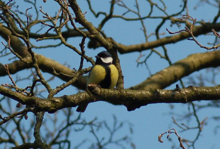 Thyra: Great Tit/ Musvit - Parus major