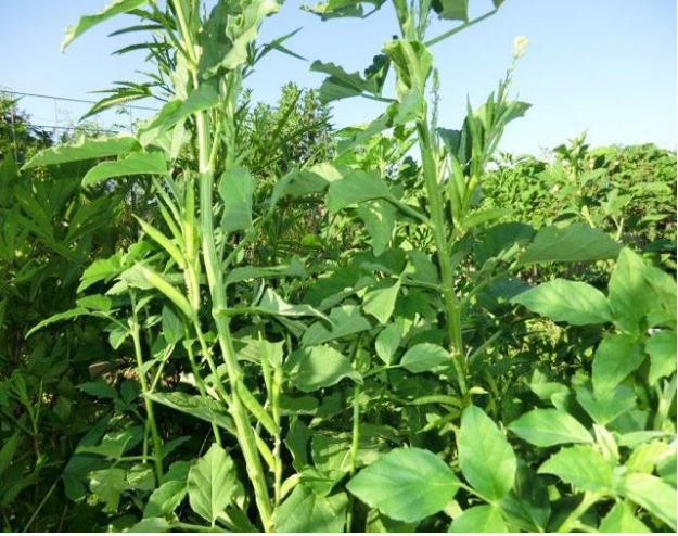 Cultivation of Cluster Beans