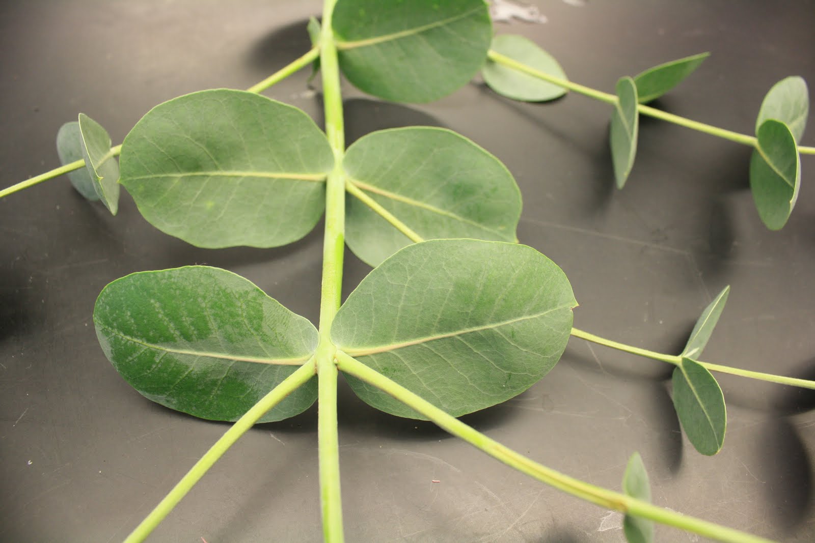 UF BOT 2710: Practical Plant Taxonomy: Lab 3: Vegetative characters