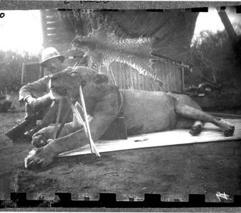 Lost Continent Library: Tsavo Maneaters In The Cinema