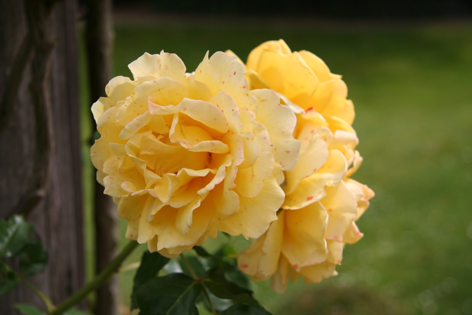 shiatoshi: Rose-"Rimosa" and its characteristic features