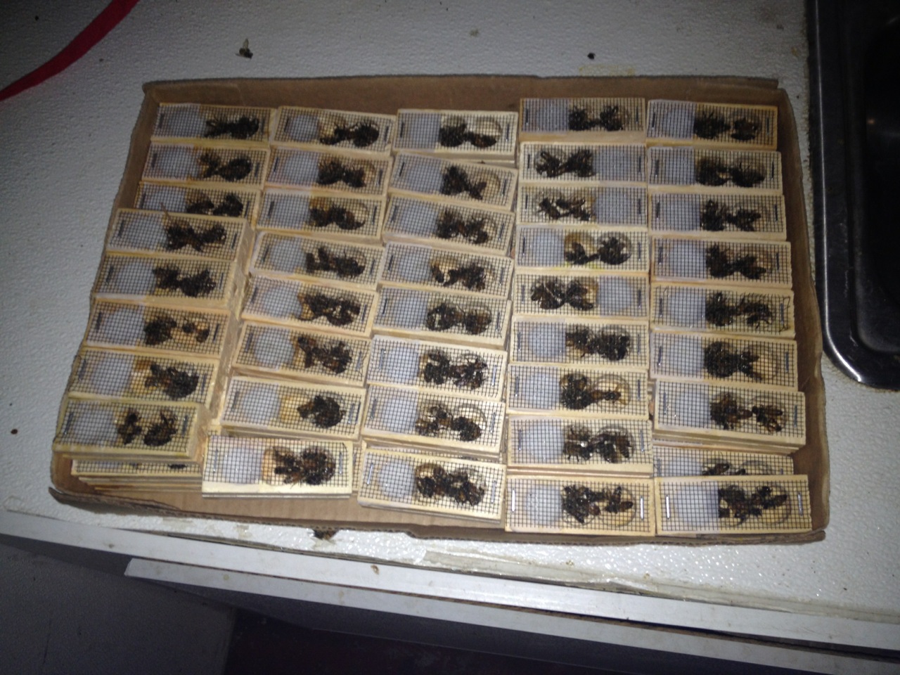 DC Honeybees: Making Bee Packages in Georgia-VIDEO