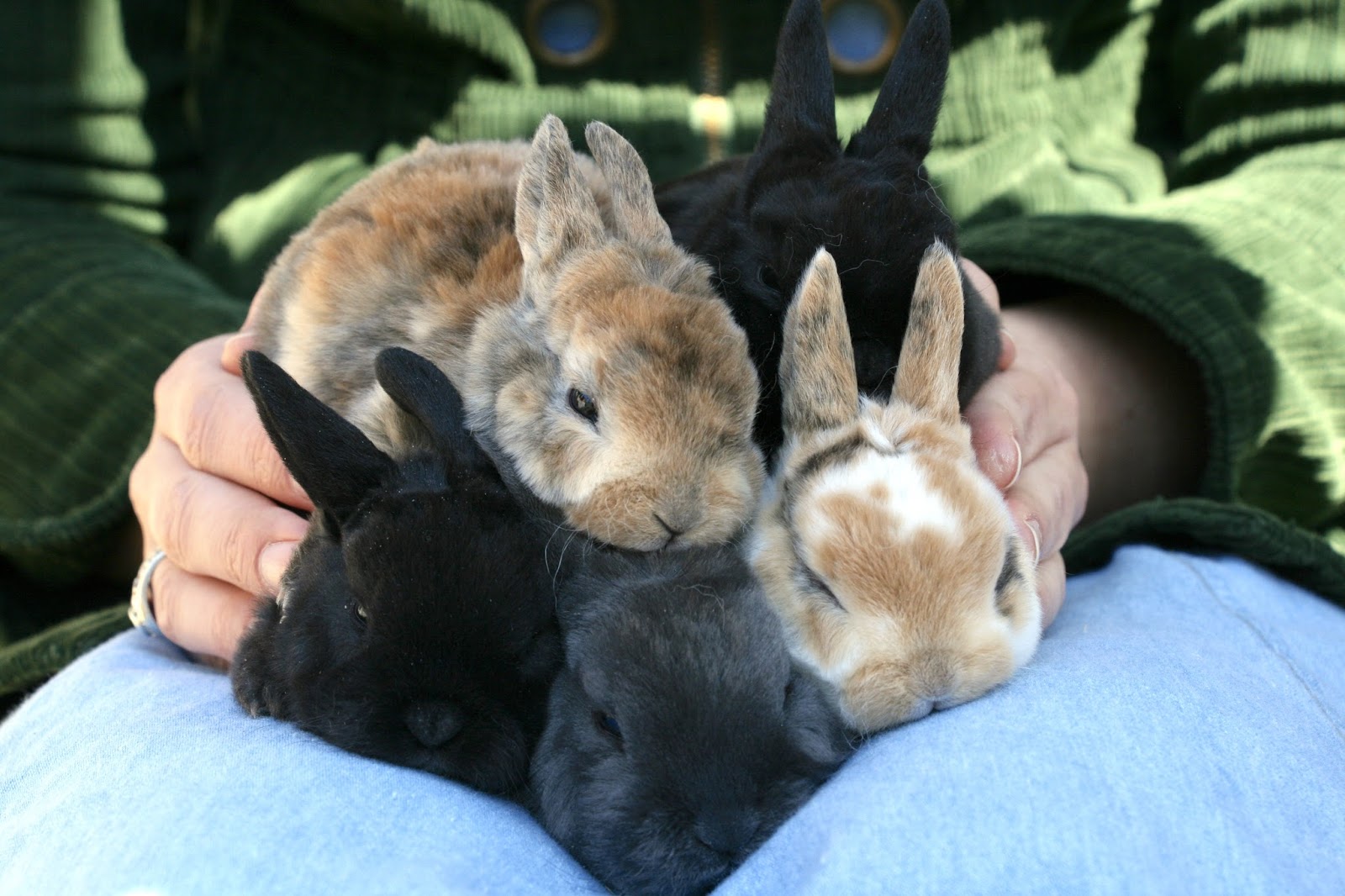 Clever Bunnies: Five Fat Fluffy Fur balls :)