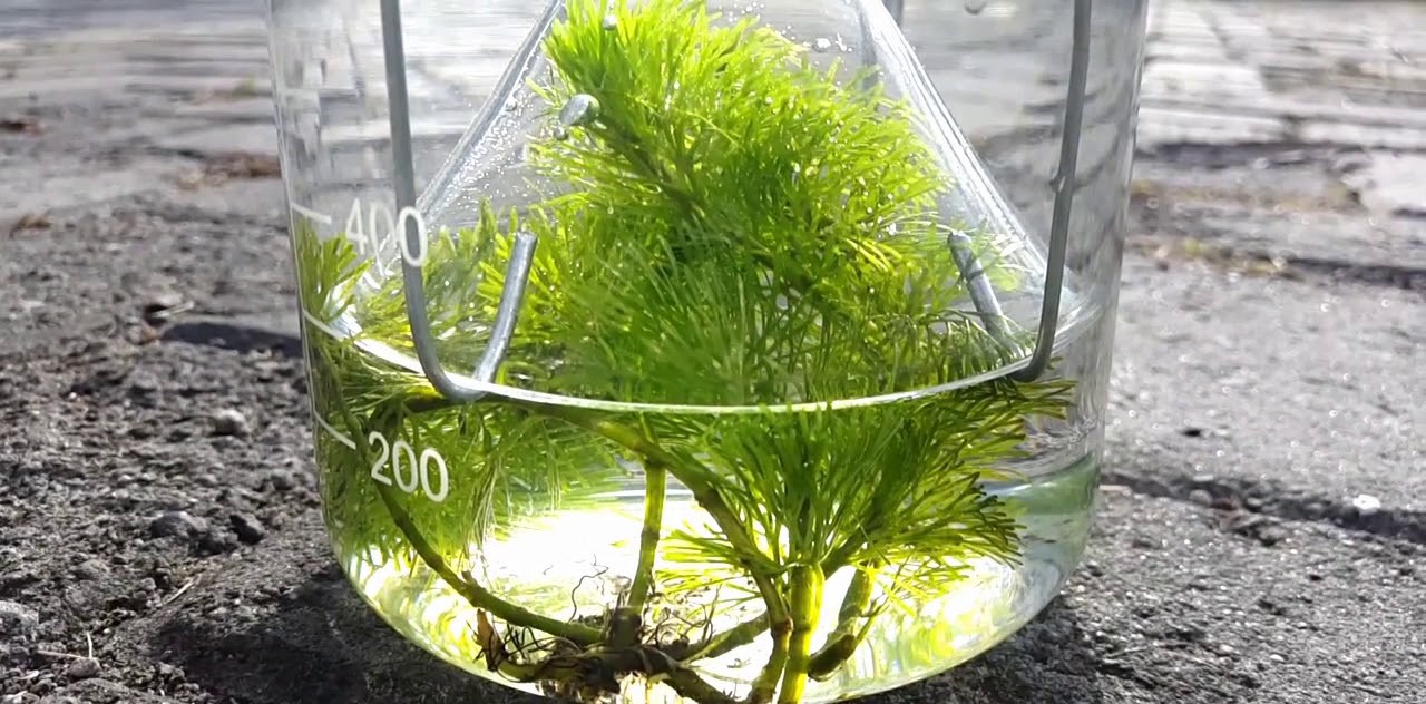 Variabel dalam percobaan