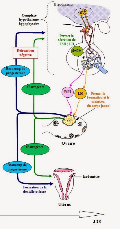 Blablasvt: 1ére S (19) C3 Régulation de la fonction de reproduction ...