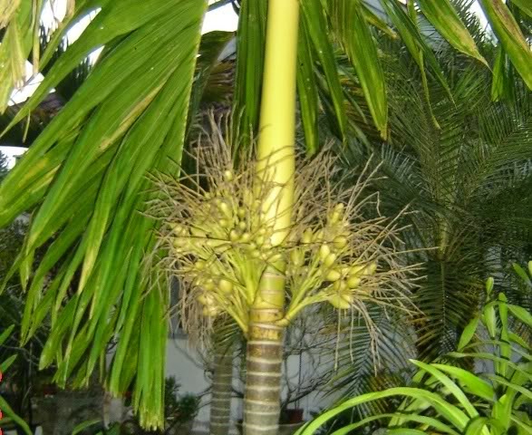 MENGENAL TANAMAN PALEM KUNING - Rangkuman Cara Bertanam Lengkap