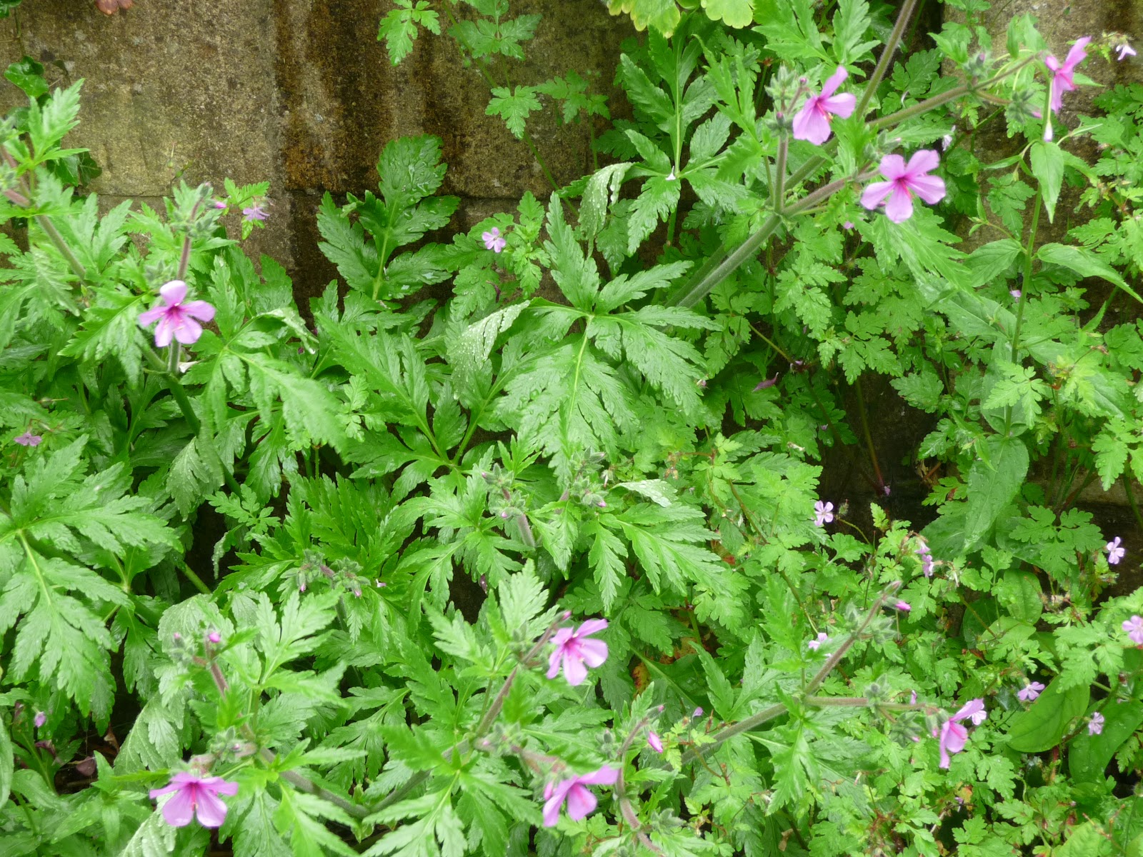 romancourt365: Geranium palmatum