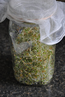 Thistle Garden: How to sprout a sprout