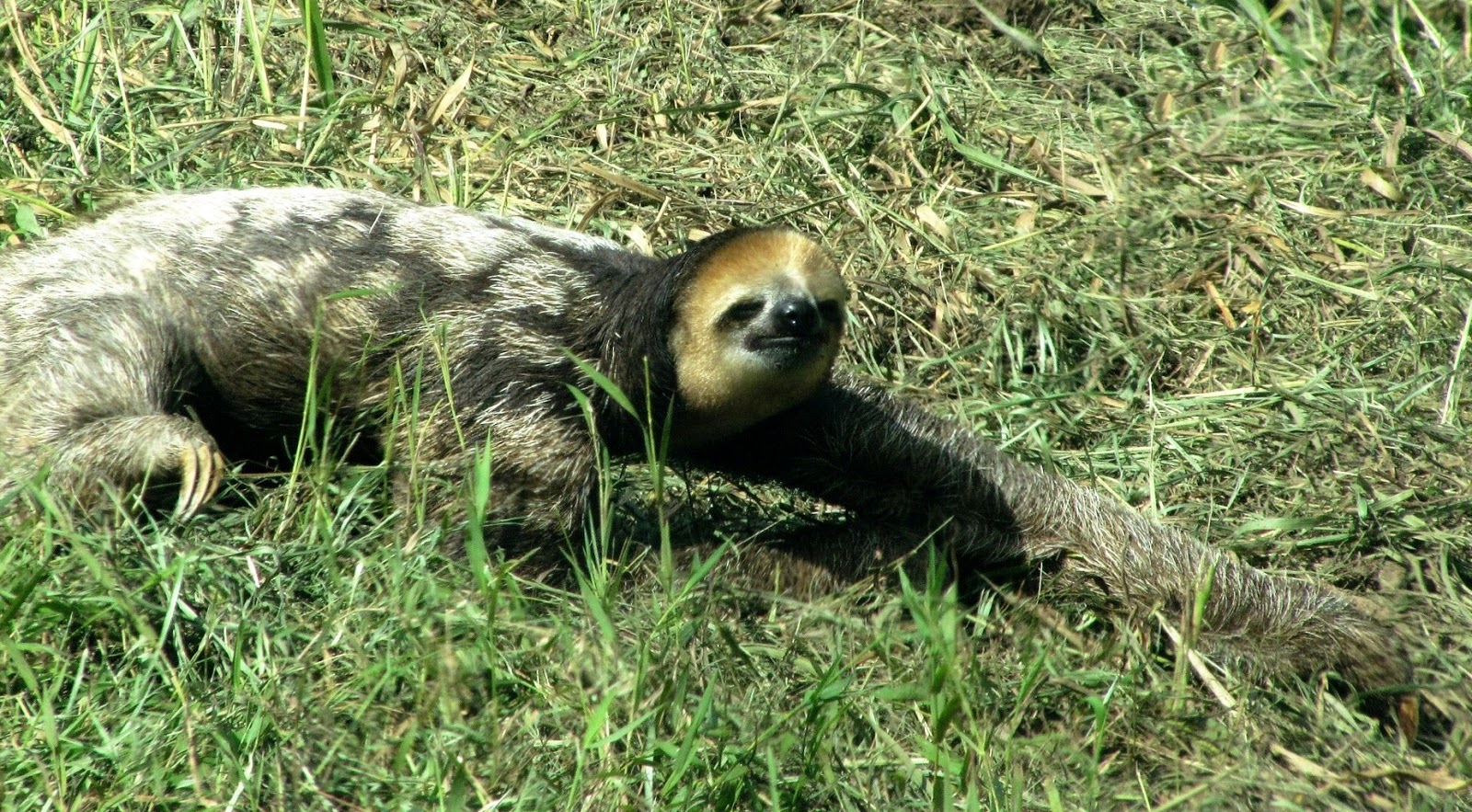 Contes d' Animals: L'OS PERESÓS