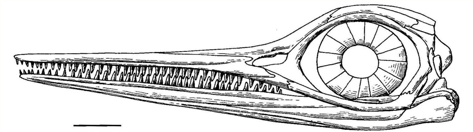 Mark P. Witton's Blog: The solution to everything: under the (Jurassic ...