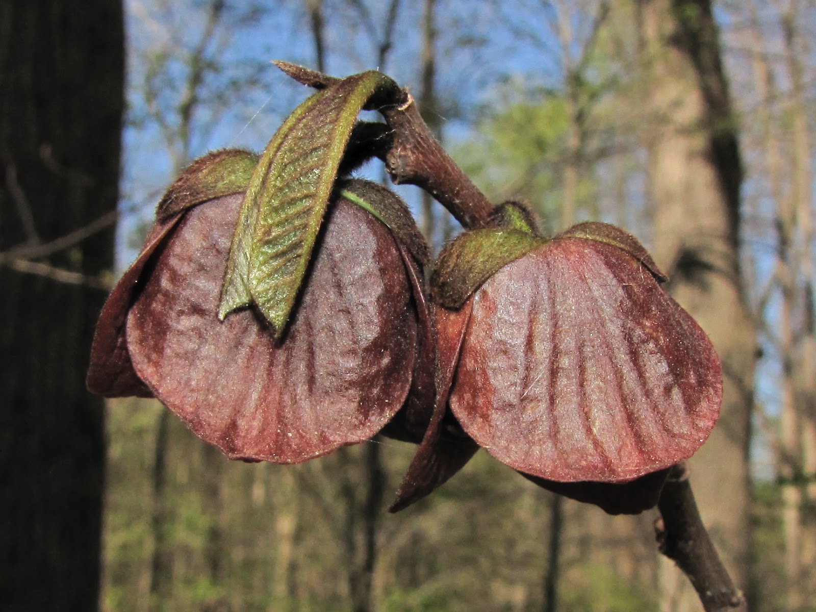 Get Your Botany On!: Asimina triloba