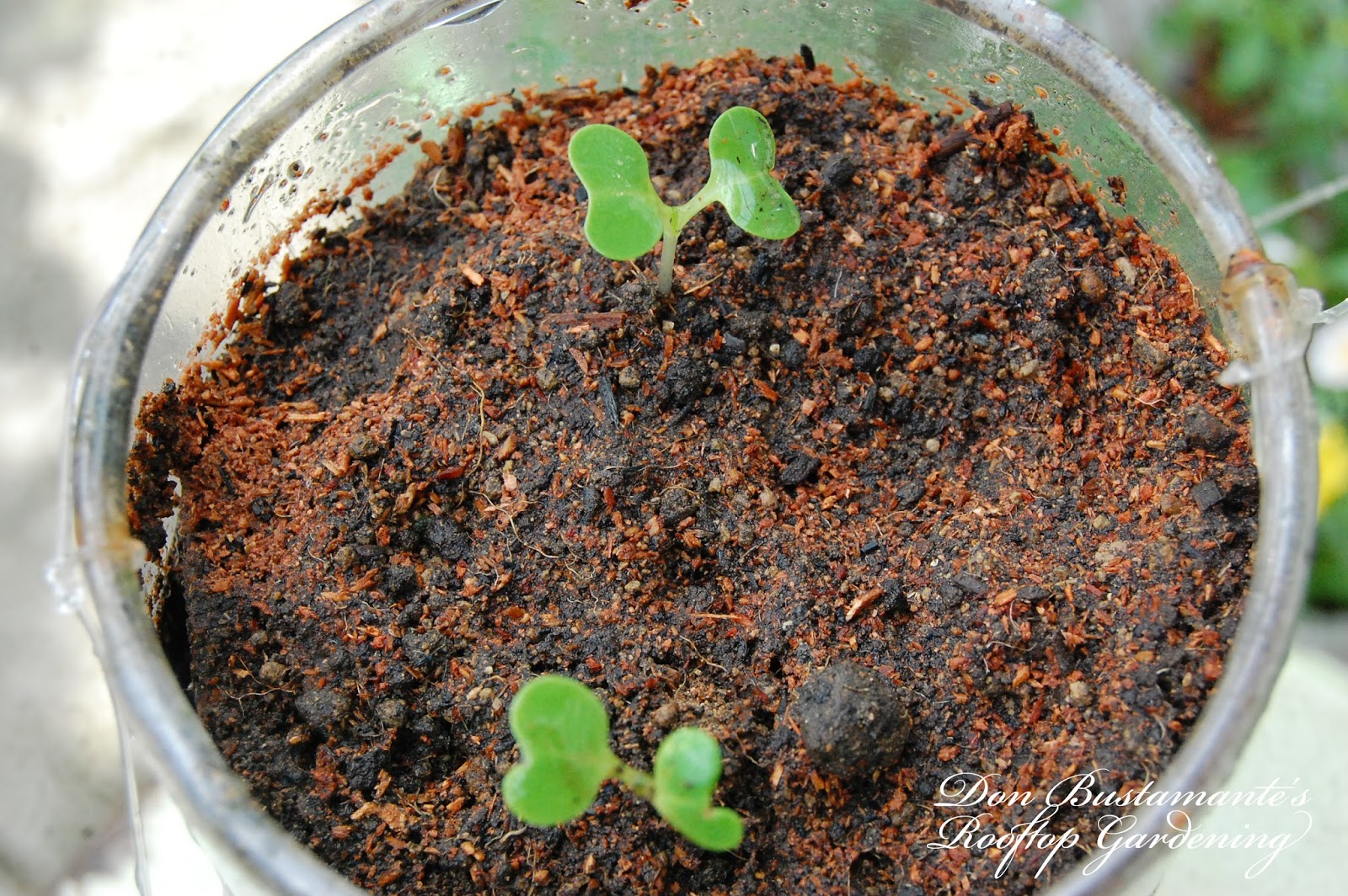 Don Bustamante's Rooftop Garden: How To Plant Pechay In Self Watering ...