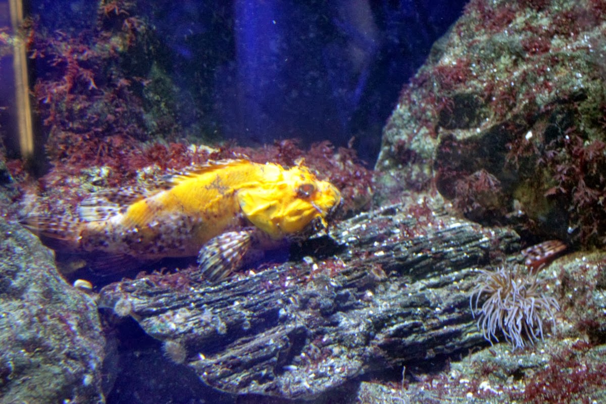 Lipnickai - apie ir aplink mus. : Genuja - 09 23