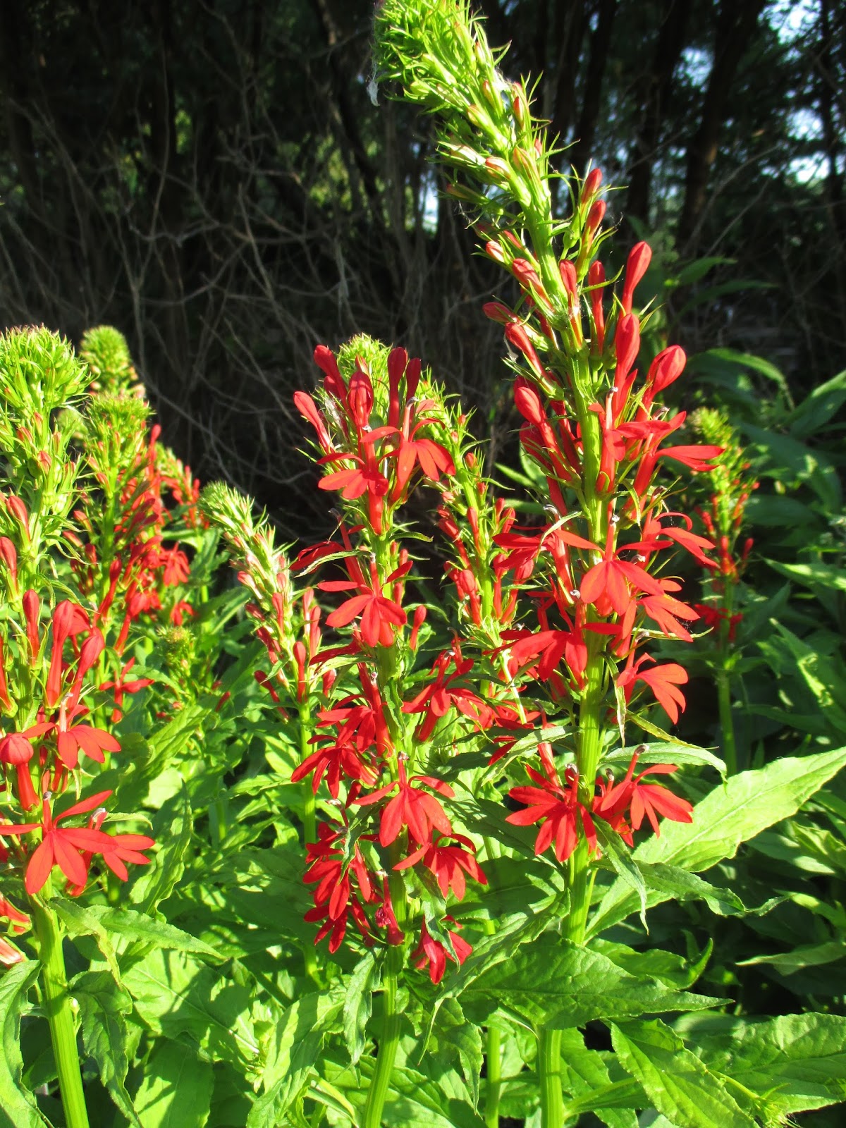 Classic Cardinal Flower - Rotary Botanical Gardens