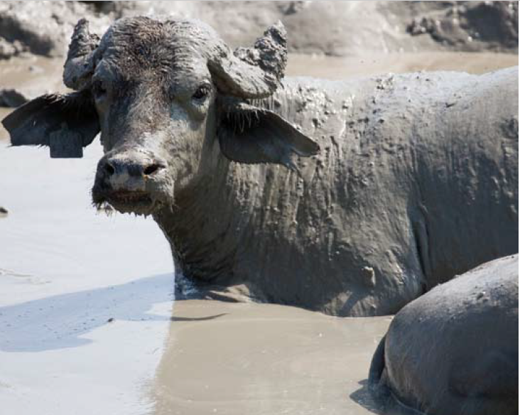 Pengantar Produksi Kerbau Perah - Peternakan Firstanipo