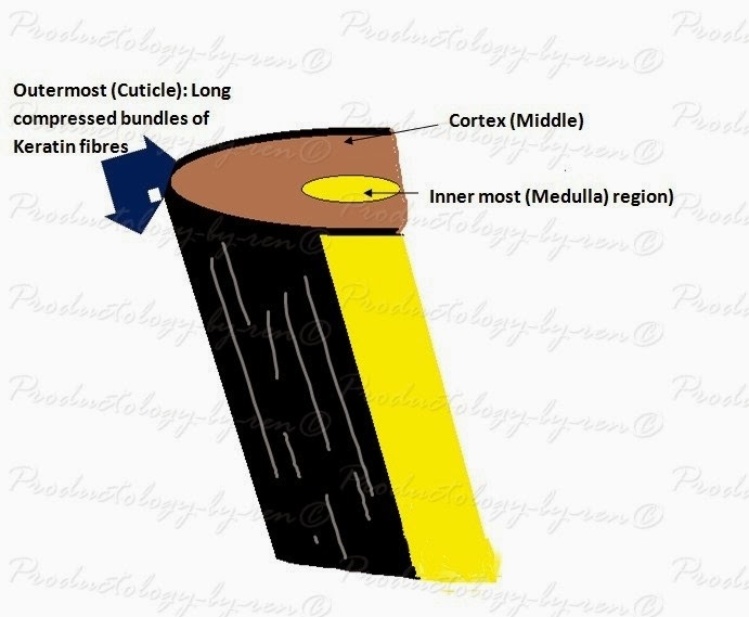 Productology: Repair Damaged Hair