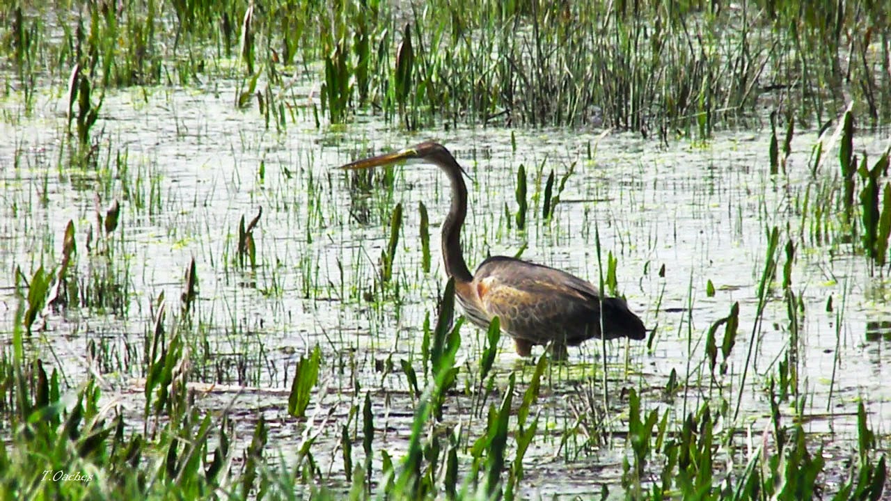 PASARI DIN ROMANIA: STARC ROSU, Ardea purpurea