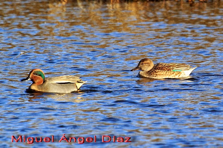 Cuaderno de Campo: Cerceta común (Anas crecca)