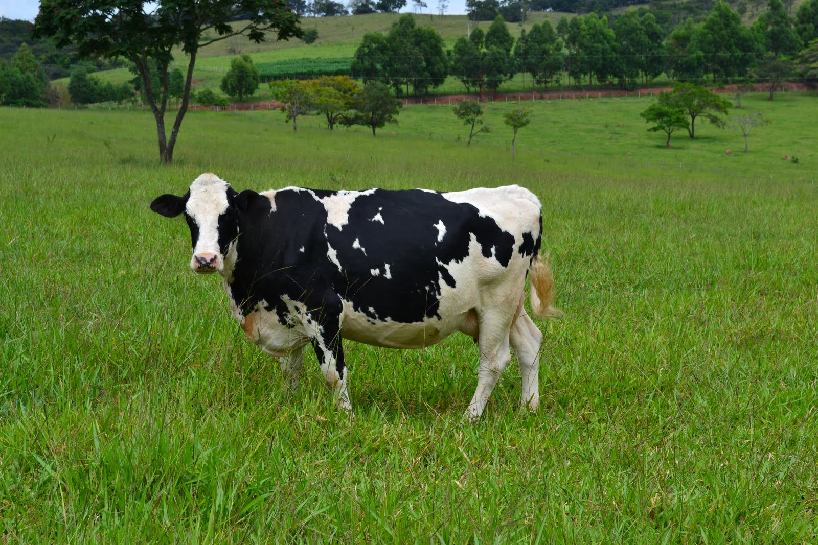 FAZENDA VIRADA: Gado Leiteiro