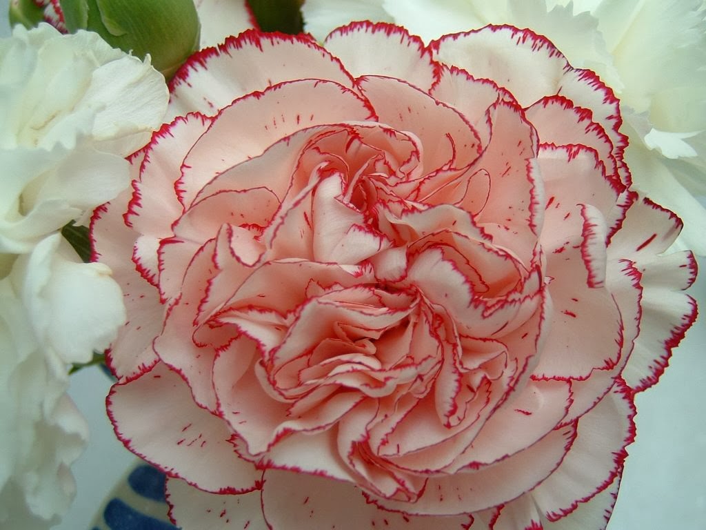 Manual del científico: ¿Podremos cambiar el color de un clavel?