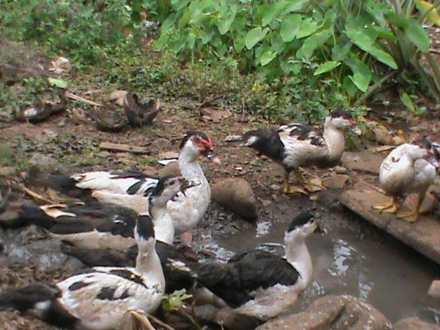 musisi jondol: Budidaya Entok, Entog