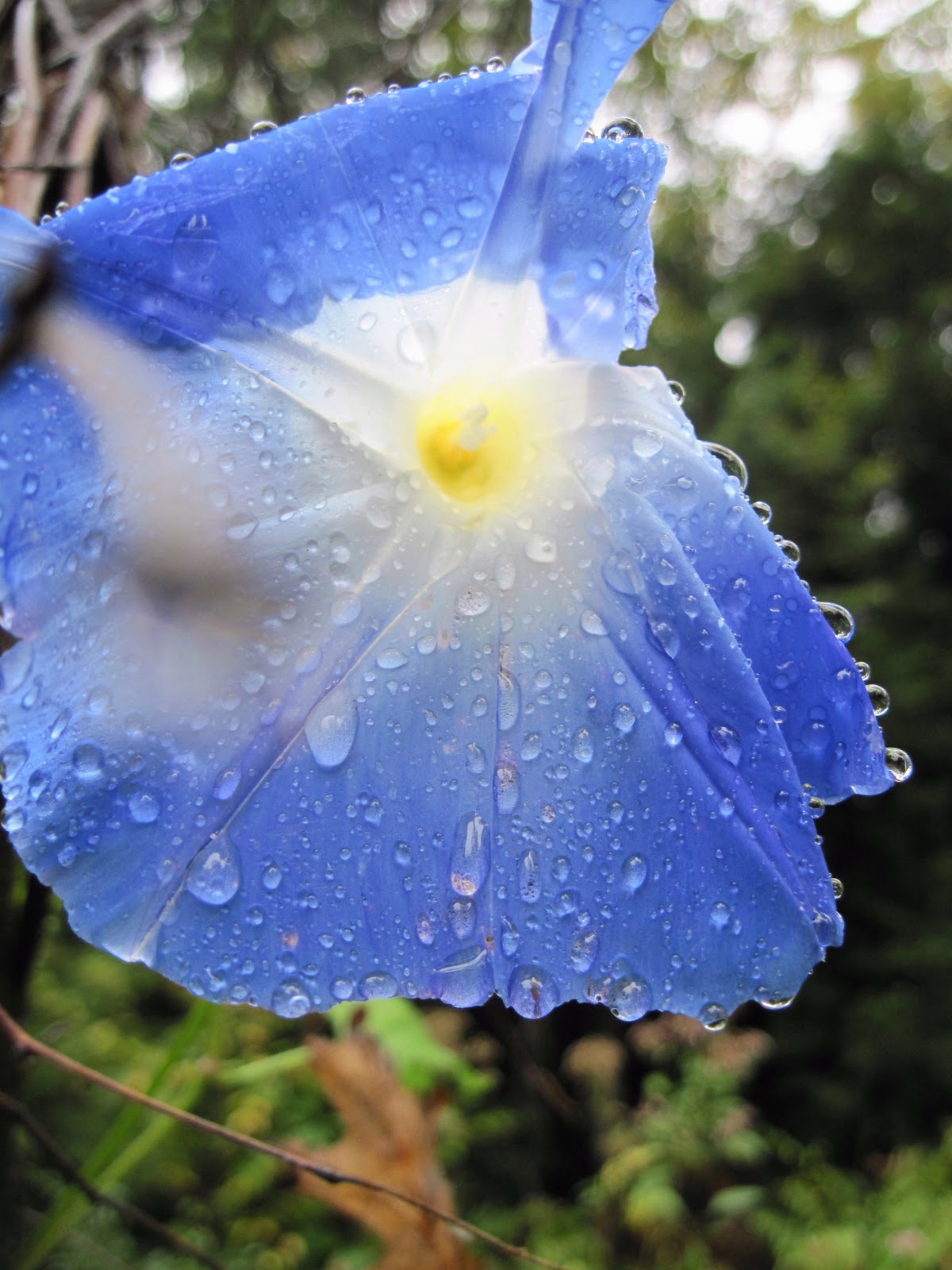 RavenWood Forest: Whirling Water and Tinkling Drops