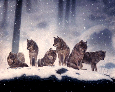 WOLF FACTS |The Garden of Eaden
