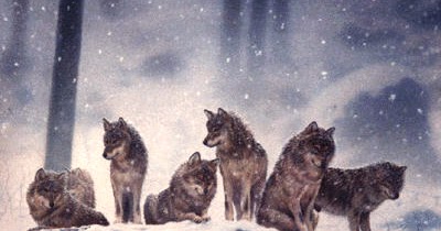 WOLF FACTS |The Garden of Eaden