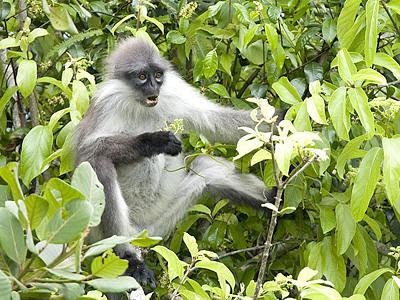 RANGER CAKRABUANA (GEMPPA): Mengenal Surili, Hewan Endemik Jawa Barat ...