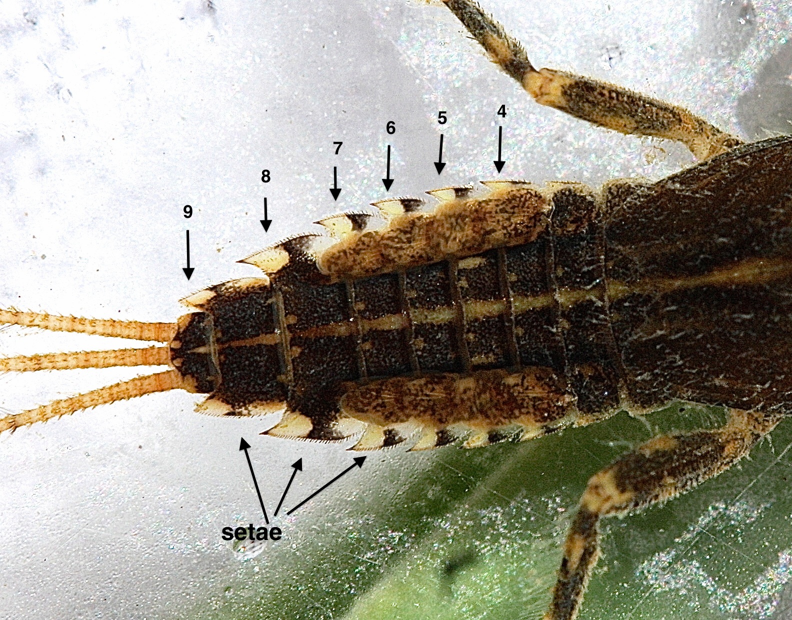 Aquatic Insects of Central Virginia: The Spiny Crawlers of Spring ...