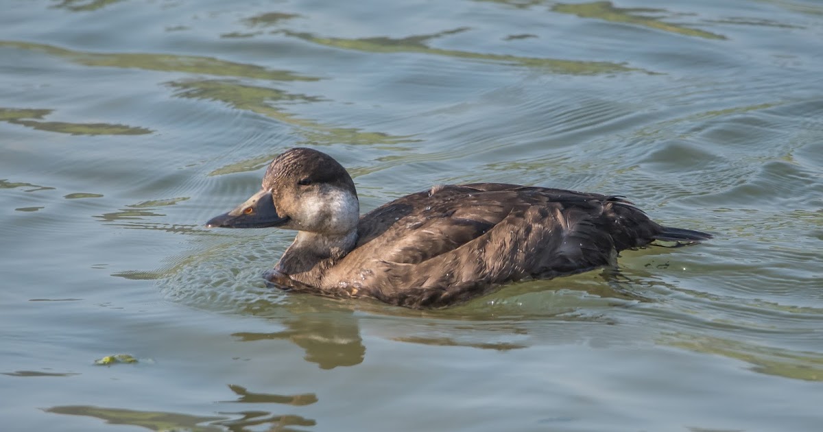Urbes y caminos: Negrón común