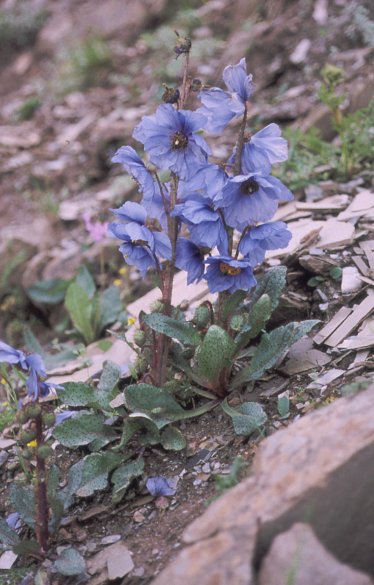 Meconopsis World - A Visual Reference: Spiny Leaved Blue Plain Leaves ...