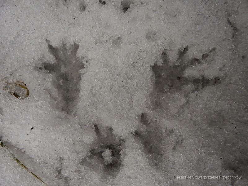 Łemkowyna, na Beskidzie Niskim: Tropy zwierząt