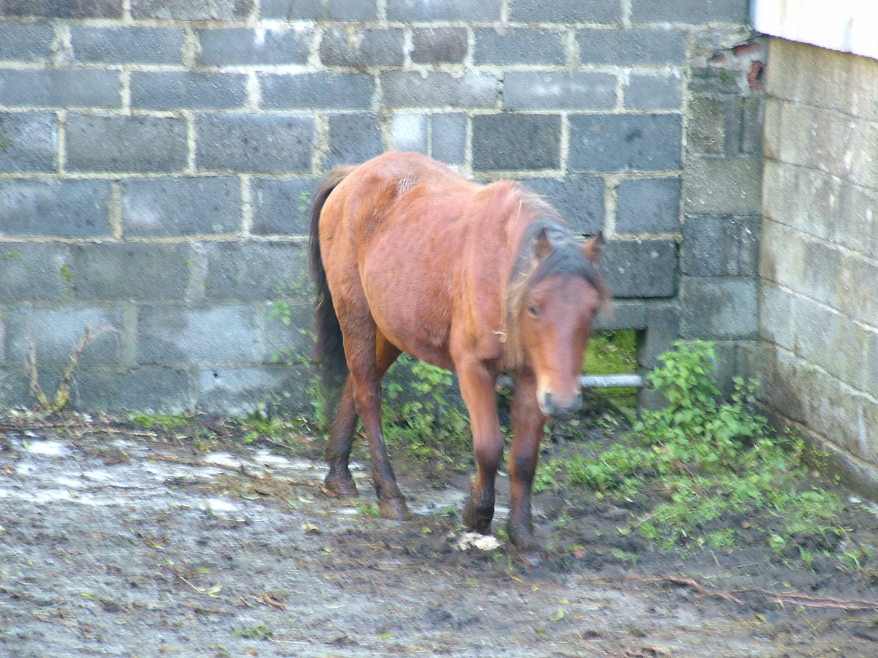 Dartmoor Pony Training Centre - Re-homing Blog: October 2012