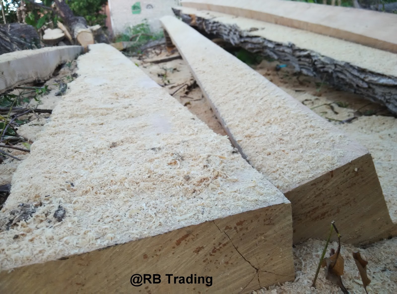 MEMBEKAL KAYU & BAHAN PEMBINAAN: KAYU TEMBESU