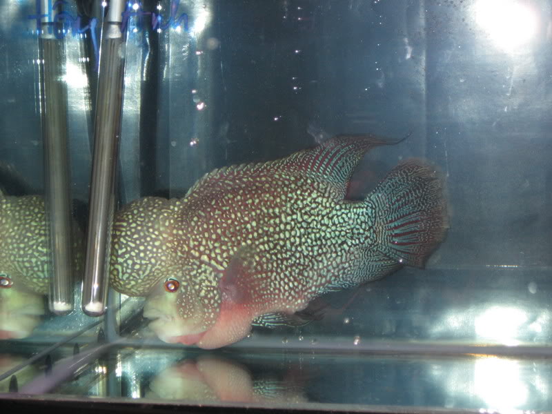 Flowerhorn The Hybrid Cichlids: King Kamfa - Vietnam hottest fh