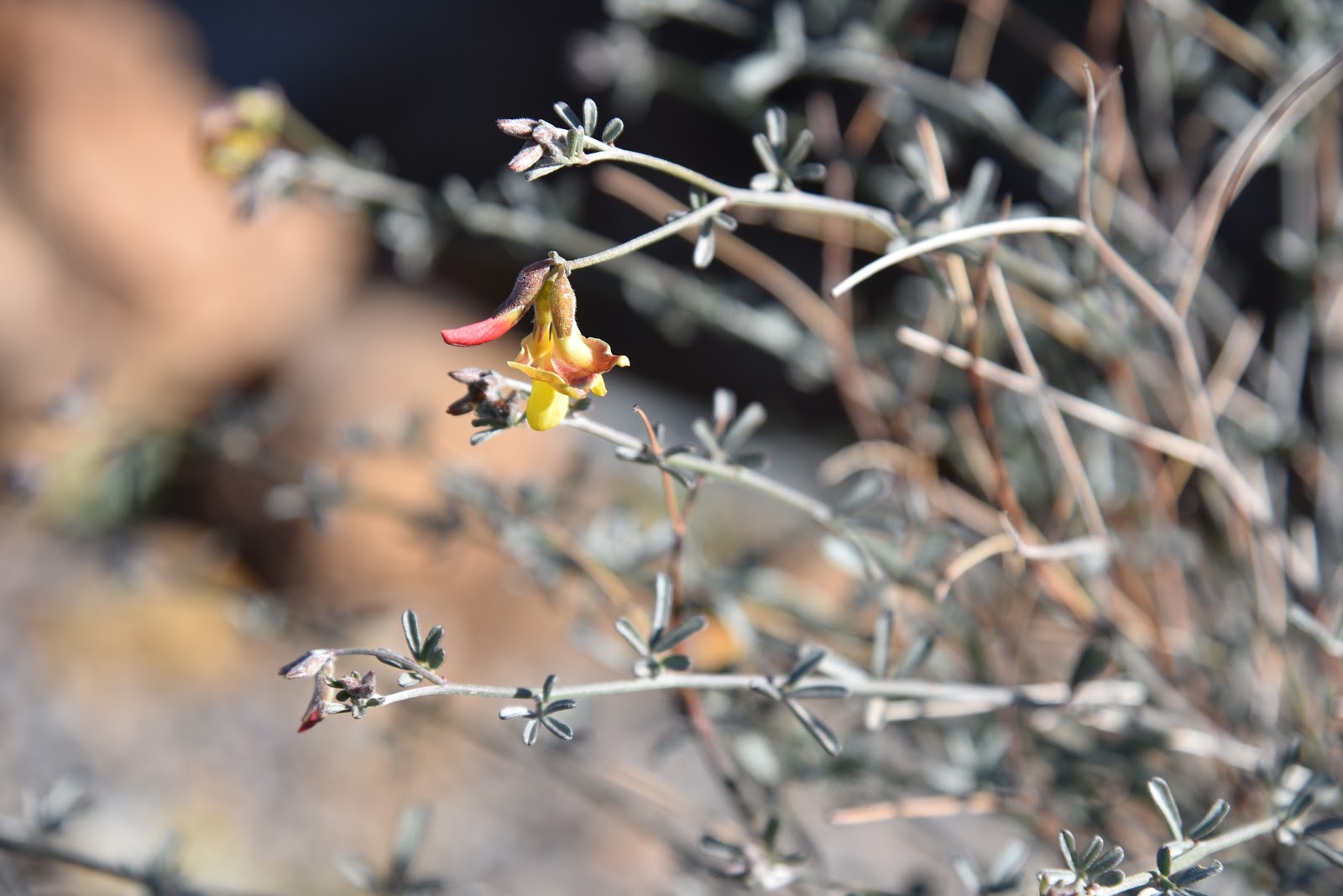 Arizona Hiking: Metate-Spur Cross Loop