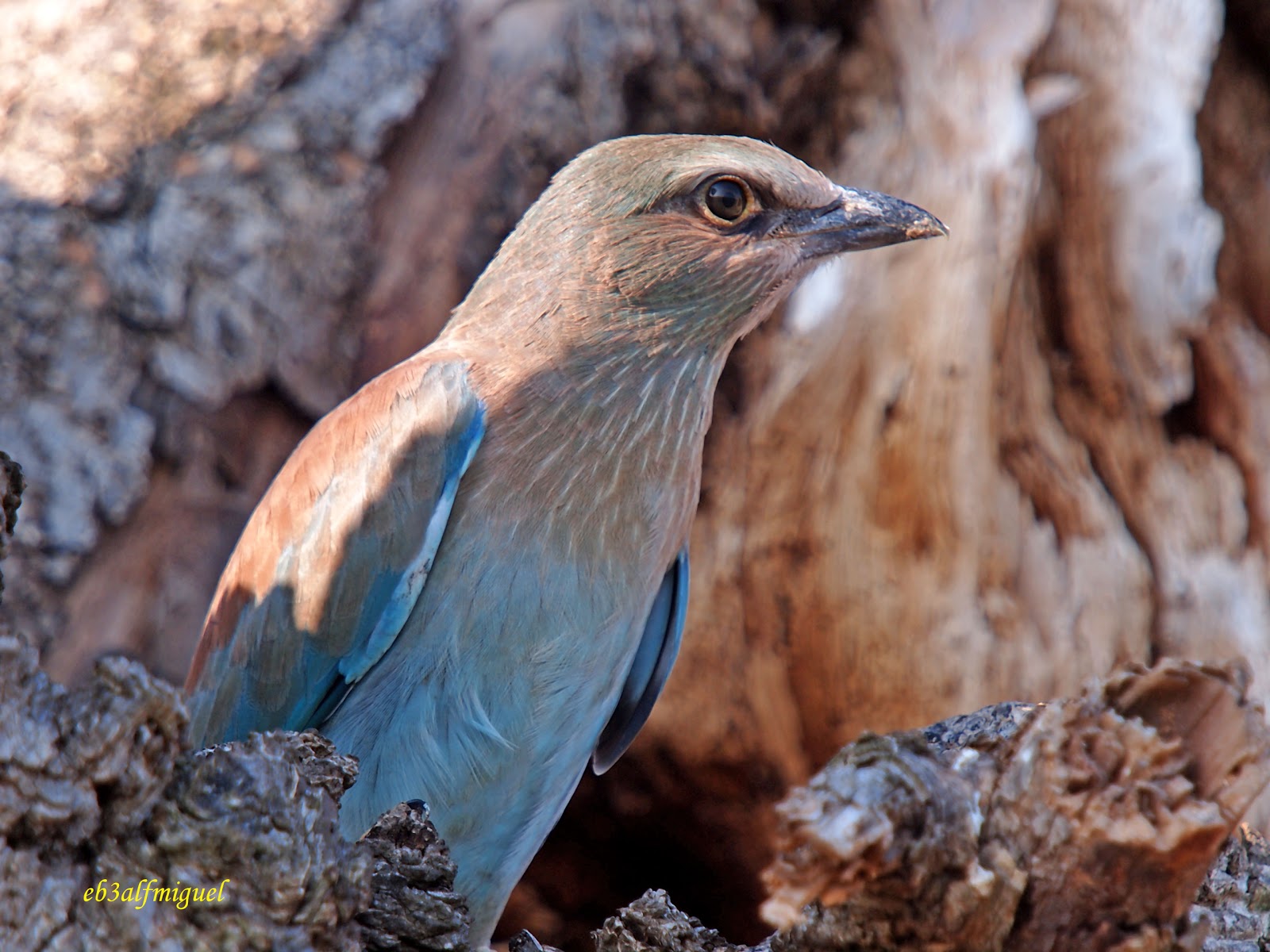 MIS AMIGAS LAS AVES: La cria de la Carraca