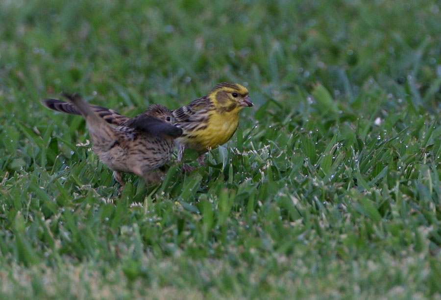 Mandy West Wildlife Photography: Algarve Birds