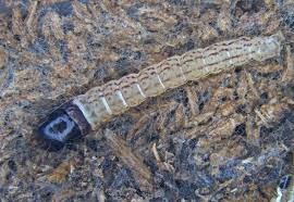 How humans damage the cycle of Opisina arenosella